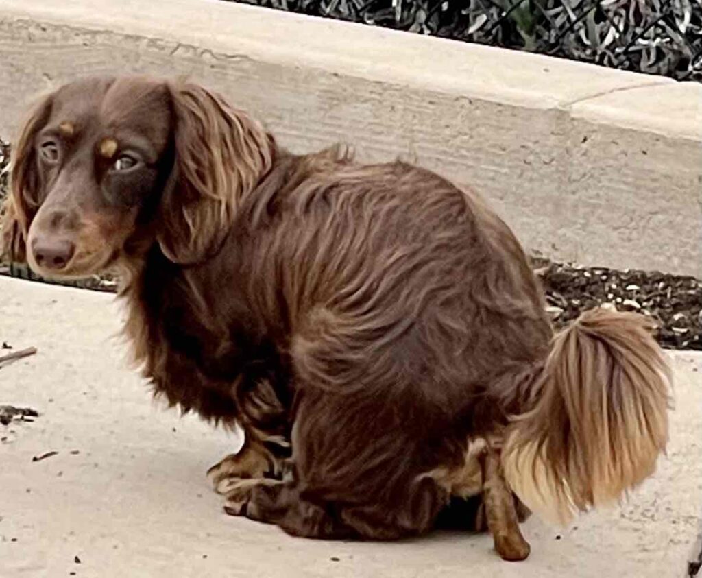 The Pooping Hairy Wiener – GANG
