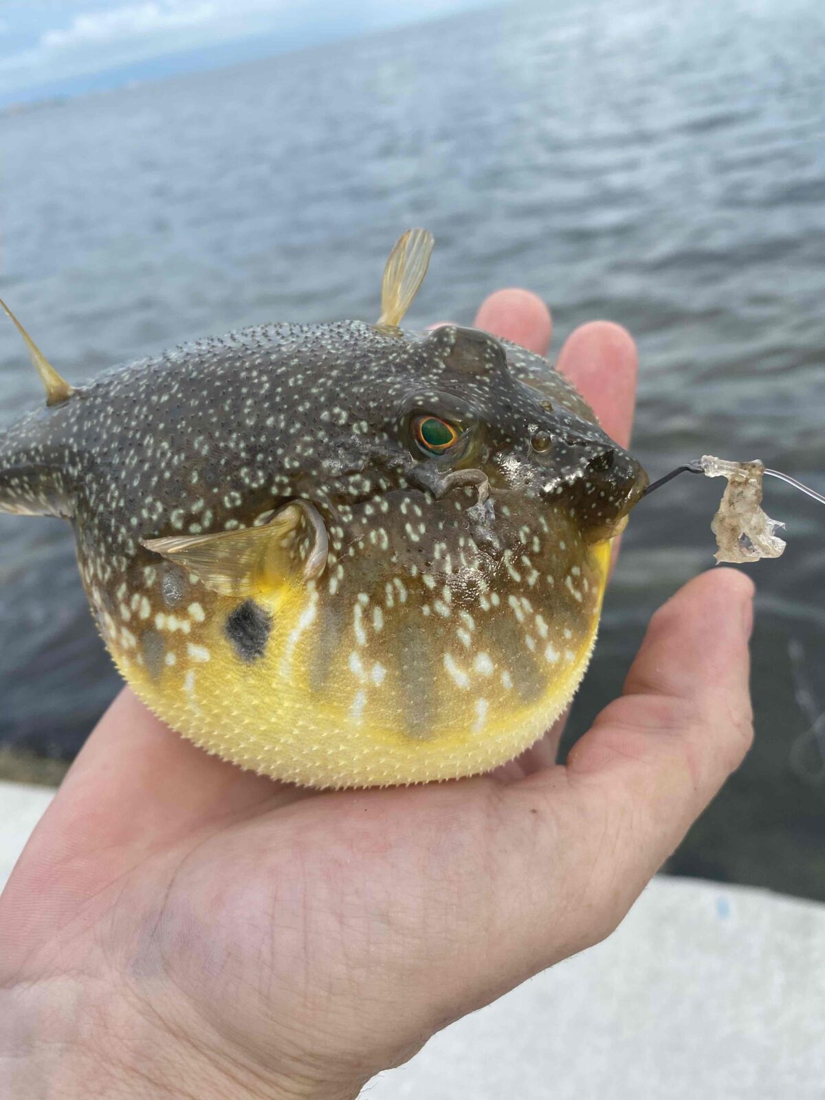 Puffer fish – GANG